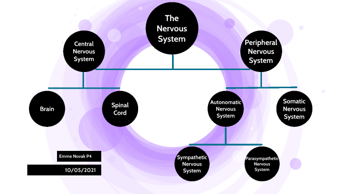 Nervous System Mapping by EMILEE NOVAK on Prezi