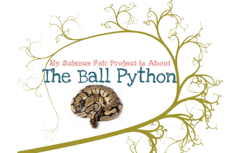 Ball Python - Science Fair Project by Taylor Greene on Prezi