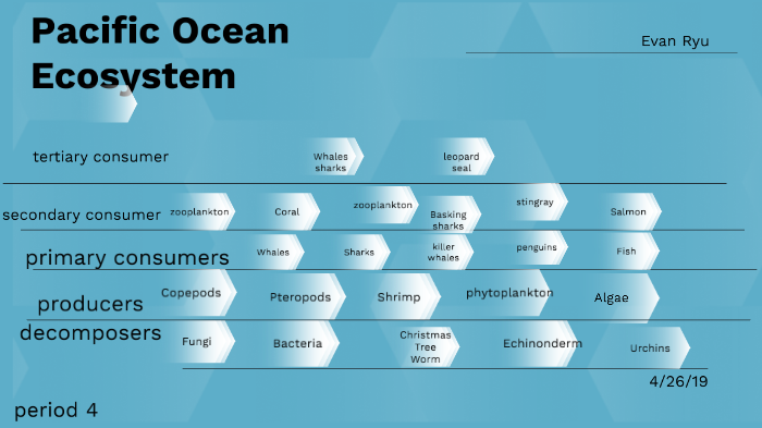 Pacific ocean ecosystem by Evan Ryu on Prezi