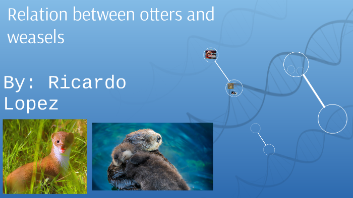 Relation between otters and weasels by Ricardo Lopez on Prezi