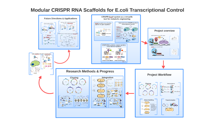 Modular CRISPR RNA Scaffolds for E.coli Transcriptional Cont by Chen ...