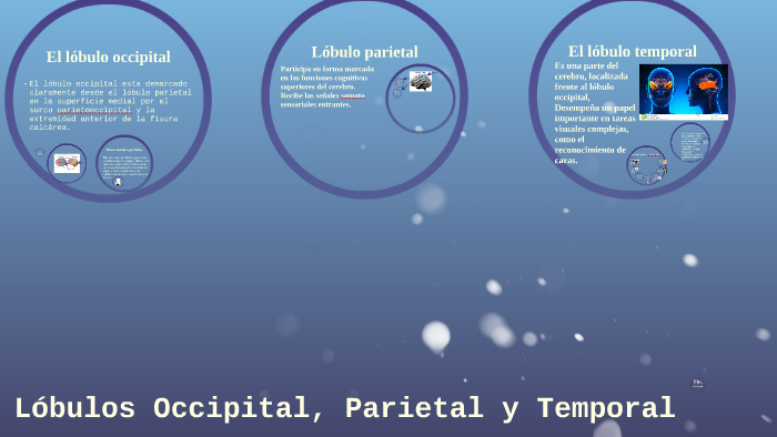 Lóbulos Occipital y Parietal by Ivan Samayoa on Prezi