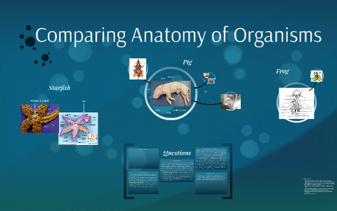 Comparing Anatomy of Organisms by on Prezi