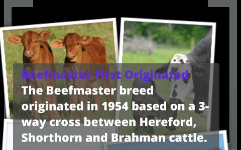 Breeds of Cows by Bronson Zapata on Prezi