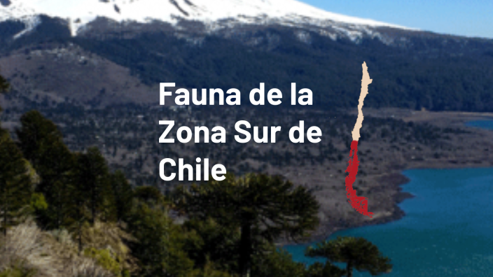 Fauna de la Zona Sur de Chile by Aurora Rojas on Prezi