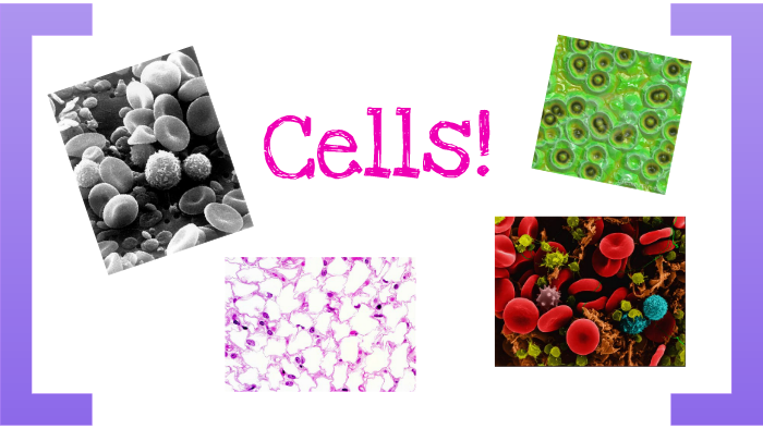 Cells! An introduction to plant and animal cells by Ms Schwinge on Prezi