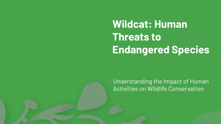 Wildcat: Human Threats to Endangered Species by Am M on Prezi