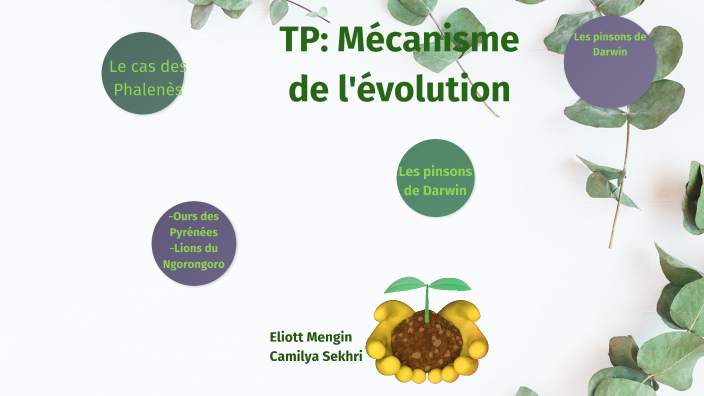 svt presentation by eliott mengin on Prezi