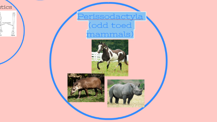 Perissodactyla (odd toed mammals) by Drew Stevens on Prezi