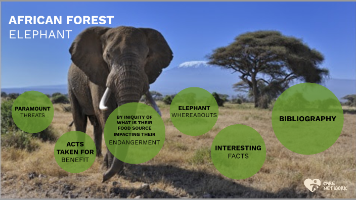 Endangered Animal Presentation by Jeff Rie on Prezi