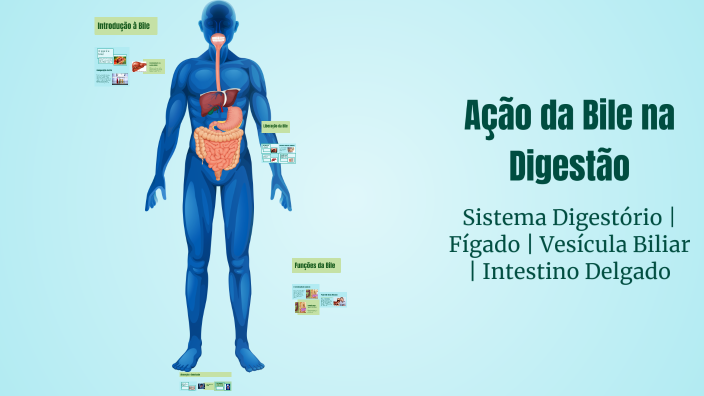 Ação da Bile na Digestão by João Gabriel on Prezi