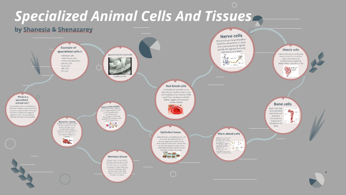 specialized animal cells and tissues by taryn lester on Prezi
