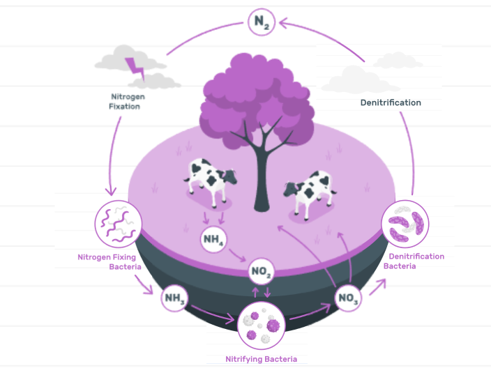 Siklus Nitrogen by Oscar Teng on Prezi