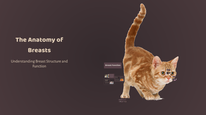 The Anatomy of Breasts by Adrián Maslík on Prezi