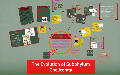 The Evolution of Subphylum Chelicerata by Danielle Trommelen on Prezi