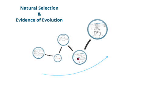 Natural Selection & Evidence of Evolution by Katie Hermens on Prezi