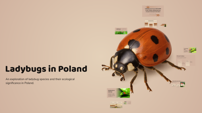 Ladybugs in Poland by Małgorzata Siatkowska on Prezi