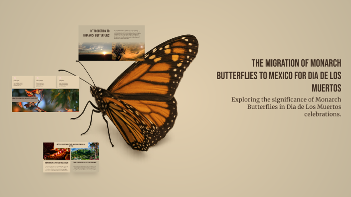 The Migration of Monarch Butterflies to Mexico for Dia de Los Muertos ...