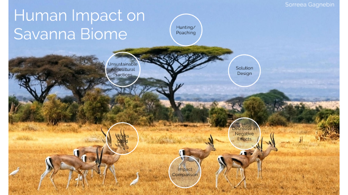 Human Impact on Savanna Biome by S G on Prezi