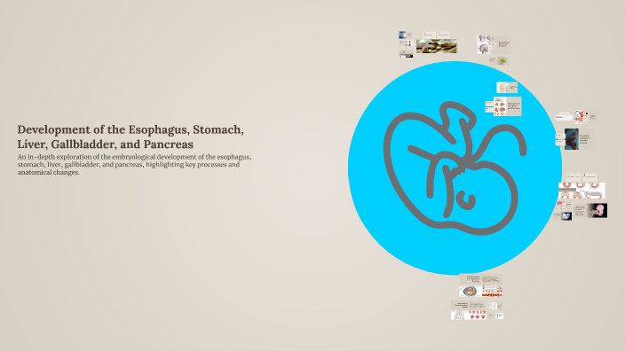 Development of the Esophagus, Stomach, Liver, Gallbladder, and Pancreas ...