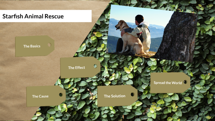 Starfish Animal Rescue by mj williams on Prezi