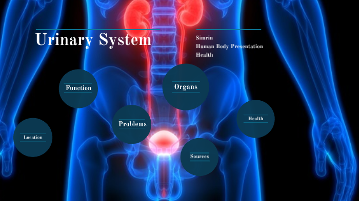Urinary System by Simrin Raju on Prezi