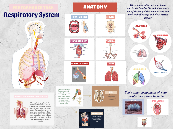 Respiratory system by Lamis Numan on Prezi
