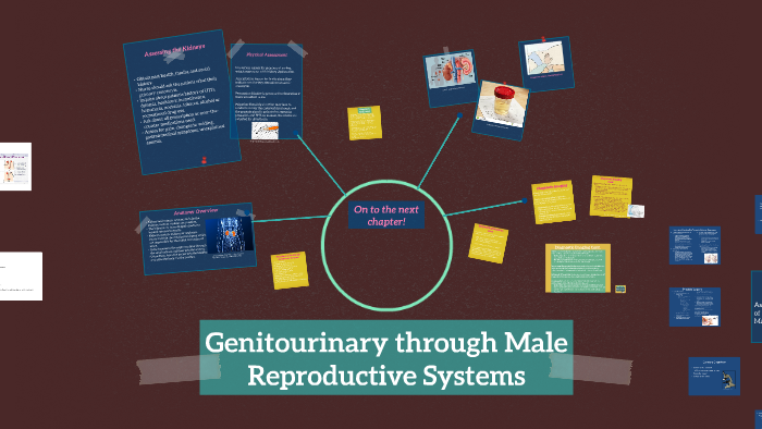 Genitourinary through Male Reproductive Systems by Kara Mead on Prezi