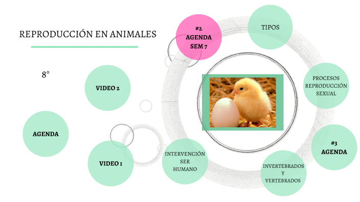 8° #2 REPRODUCCION EN ANIMALES by julian sanchez camargo on Prezi
