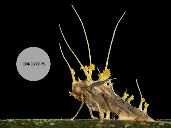 CORDYCEPS by lucio merino on Prezi