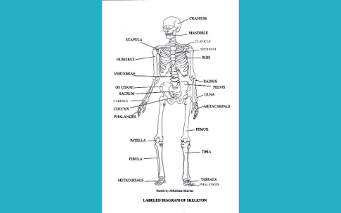 Skeletal system by Jennifer Deo