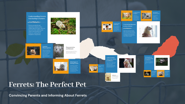 Ferrets: The Perfect Pet by Torrin Brown on Prezi