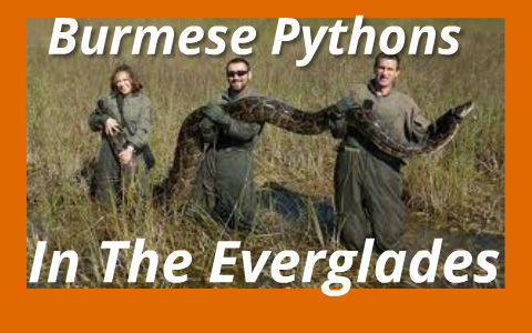 Burmese Python by Hannah Kish on Prezi