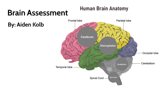 Brain Assessment by Aiden Kolb on Prezi