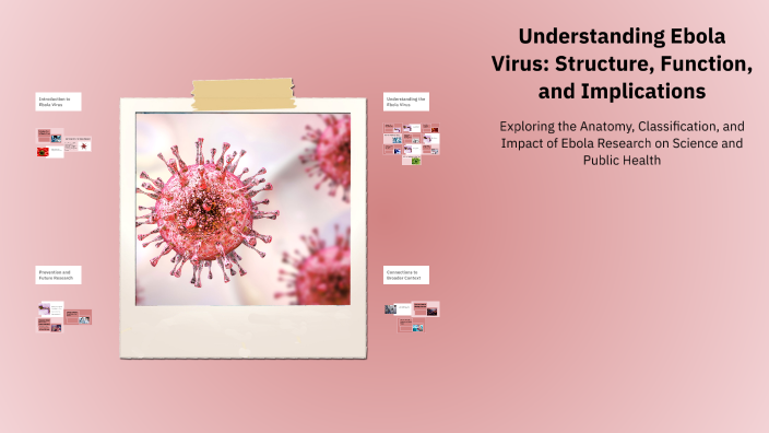 Understanding Ebola Virus Structure Function And Implications By Syeda Insharah Fatima On Prezi