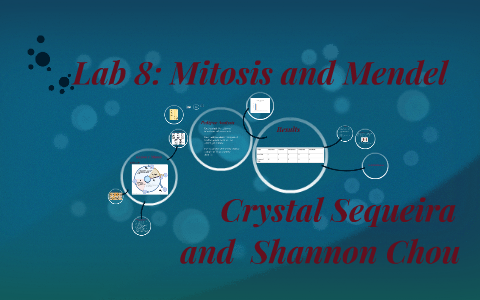 Lab 8: Mitosis and Mendel by Crystal Sequeira
