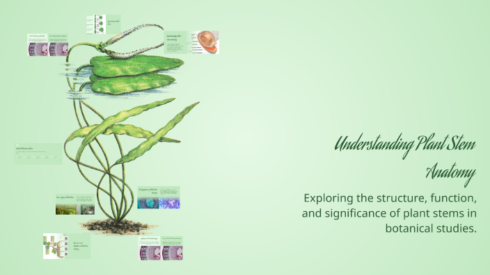 Understanding Plant Stem Anatomy by SADIE BONNETTE on Prezi