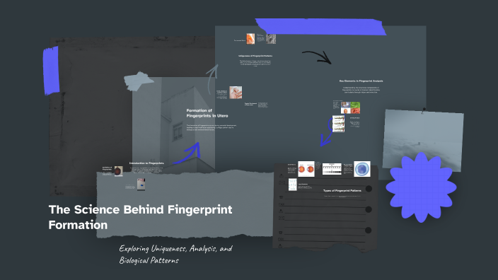 The Science Behind Fingerprint Formation by Mo Abuloh on Prezi