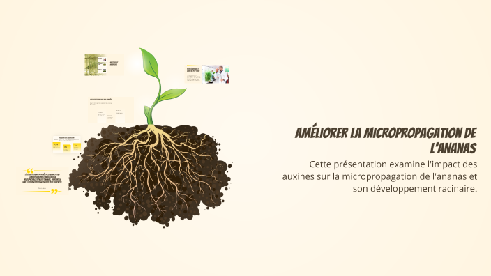 Améliorer la micropropagation de l'ananas by Léa Verlin on Prezi
