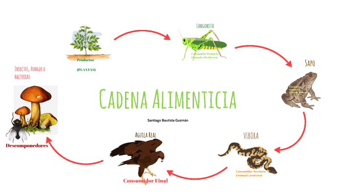 Cadena Alimenticia by Santiago Guzmán on Prezi