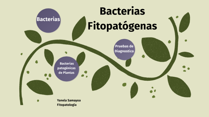 Bacterias Fitopatógenas by Yanela Samayoa on Prezi