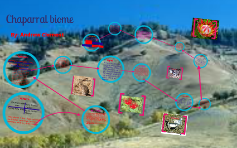 Australian Chaparral biome by Andrew Clement on Prezi