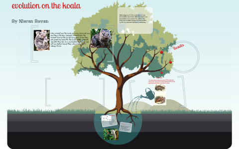 Koala Evolution by kieran bevan on Prezi