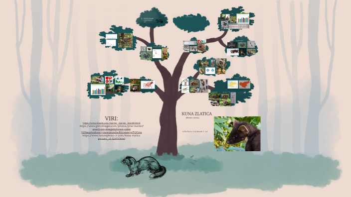 Kuna zlatica by urška šavs on Prezi