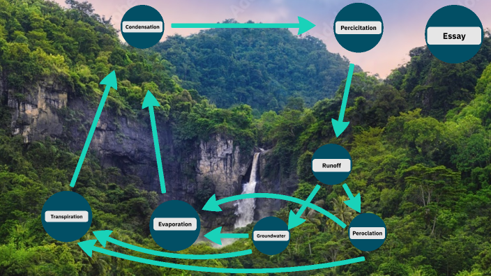 Tropical Rainforest Water Cycle by Sky Richter on Prezi