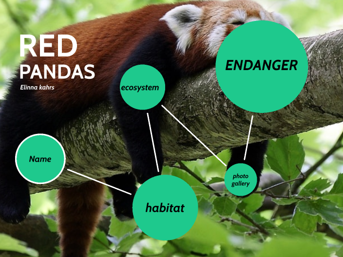 red pandas by Elinna Kahrs on Prezi