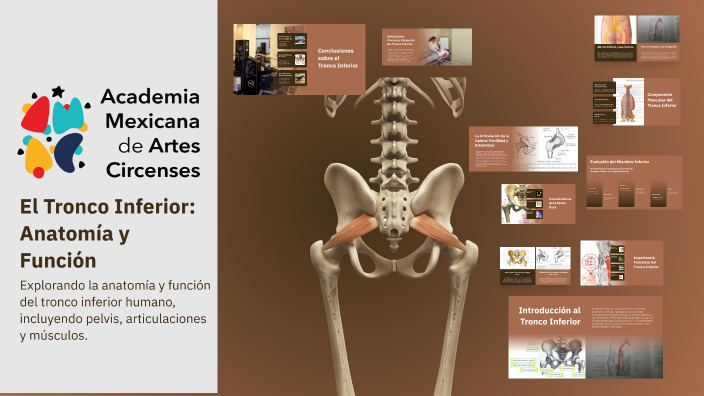 El Tronco Inferior: Anatomía y Función by Luis Ortiz on Prezi