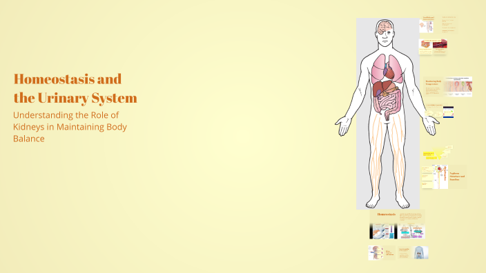 Homeostasis and the Urinary System by Remas Ben hariz on Prezi