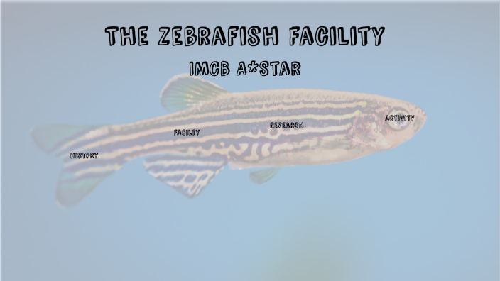 The Zebrafish Facilty IMCB A*Star by Michael Raj Bose on Prezi