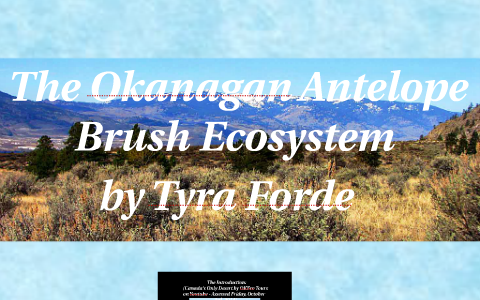 The Antelope Brush Ecosystem by Tyra Anne on Prezi